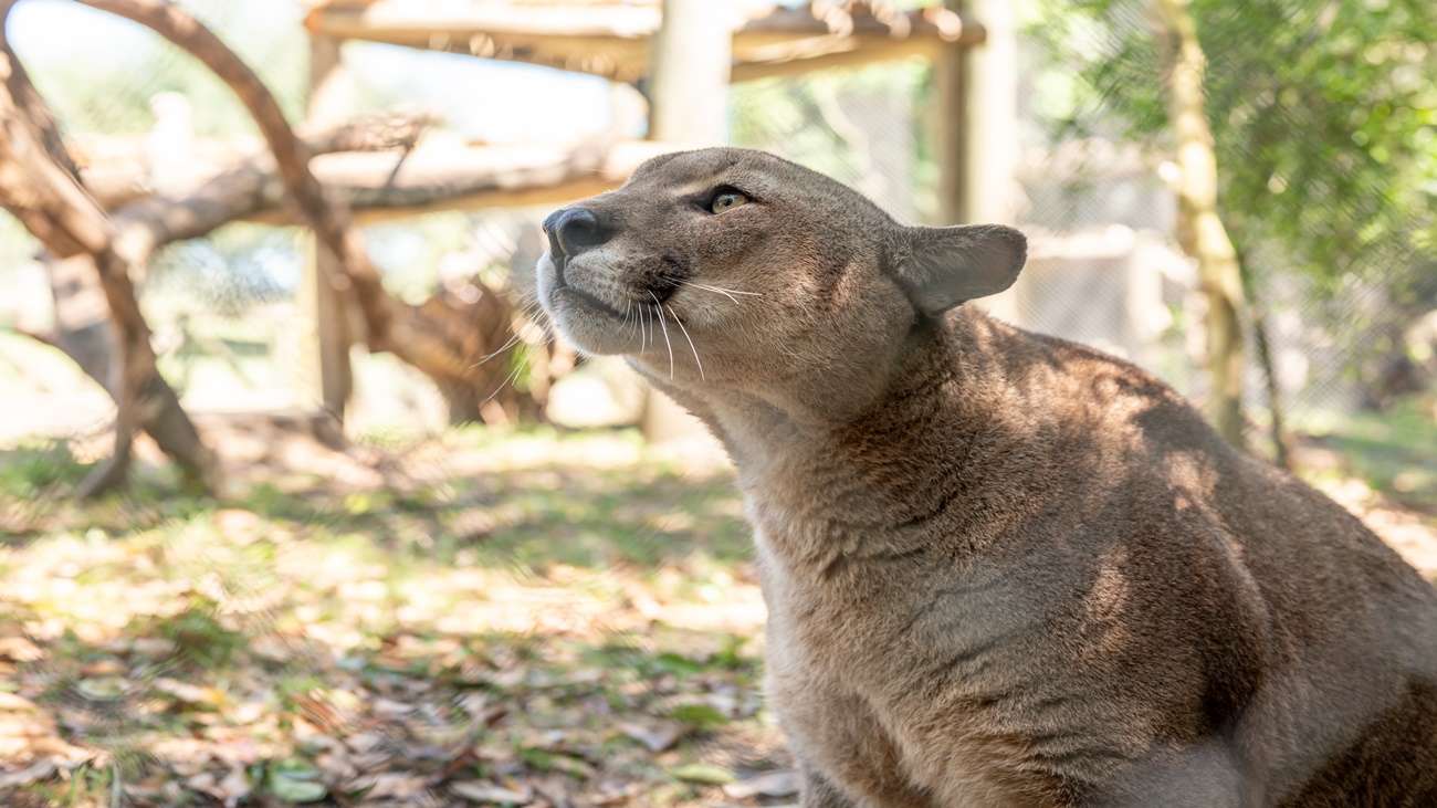 AGESOR - El Bioparque M’Bopicuá de Montes del Plata cumple 25 años y ...